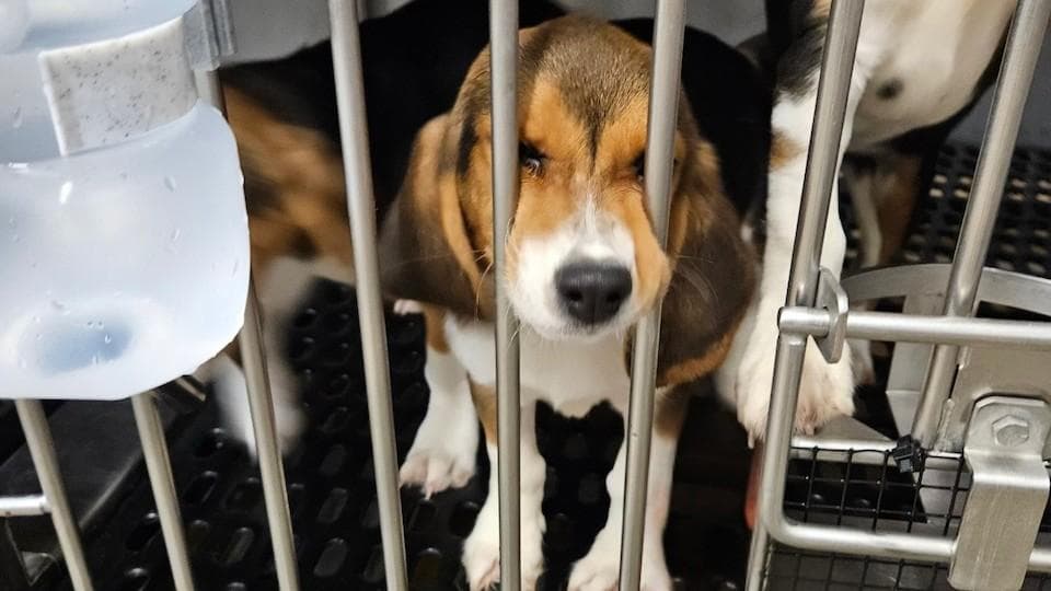 Donate to Beagle Freedom Project on Giving Tuesday